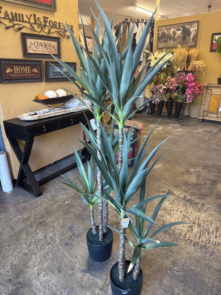 Yucca Plant – Santa Fe Terra